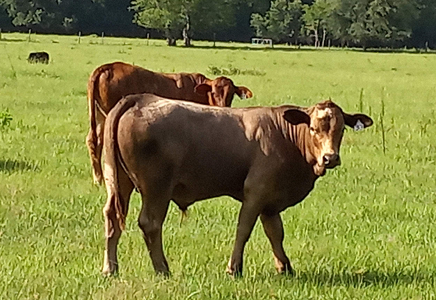 Bird Flu and Dairy Cows - Go Natural Education