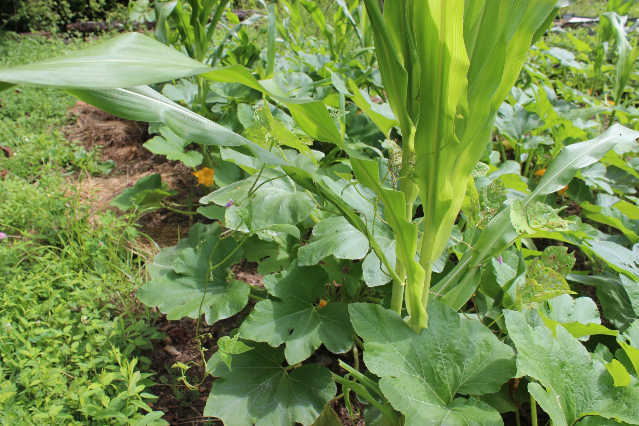 Monoculture vs. Biodiversity in Agriculture and Forestry - Go Natural ...
